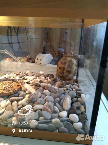 Среднеазиатская черепашка