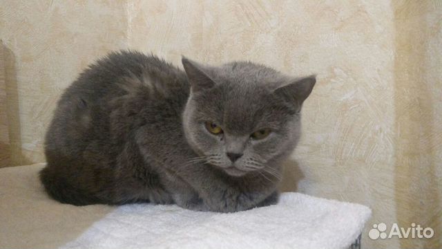 Алиса 3 года,Британка