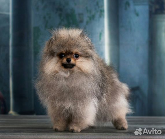 Продается щенок шпица