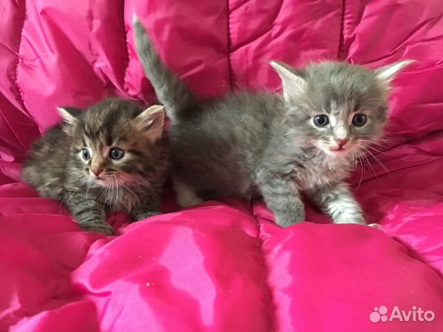 Котомалыши в добрые руки