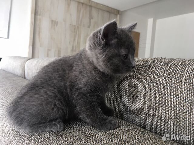 Котята