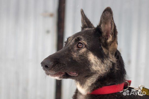 Крупная молодая собака в частный дом