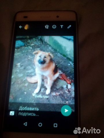 Щенок ищет свой дом