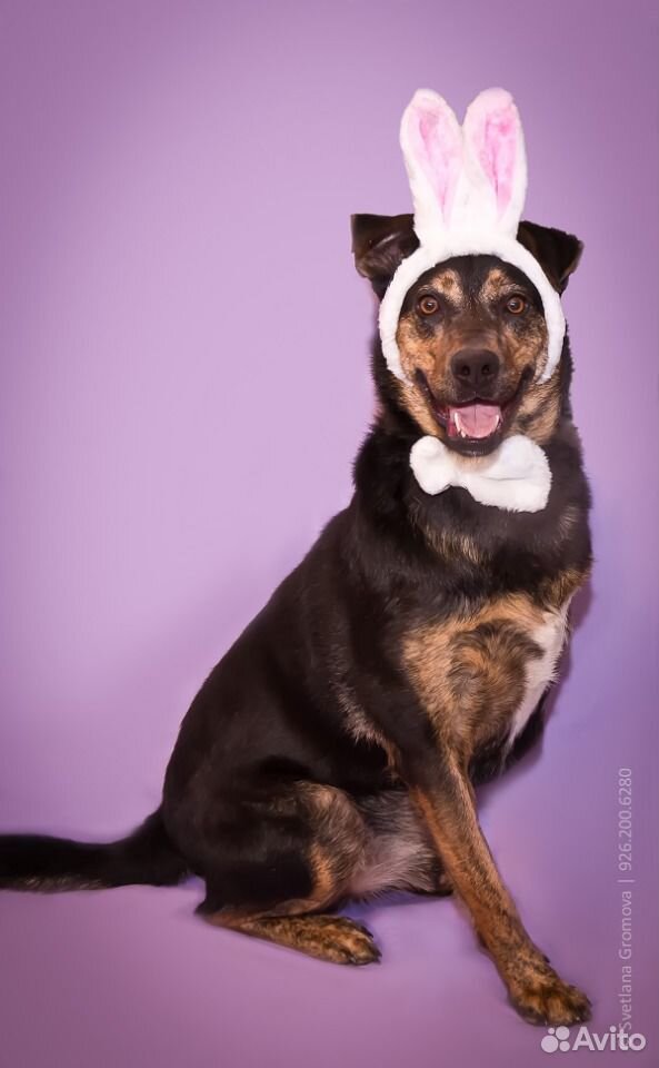 Пес Малыш в добрые руки