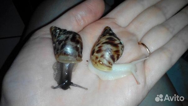 Улитки Ахатины Ретикулята альбиносы и стандарт