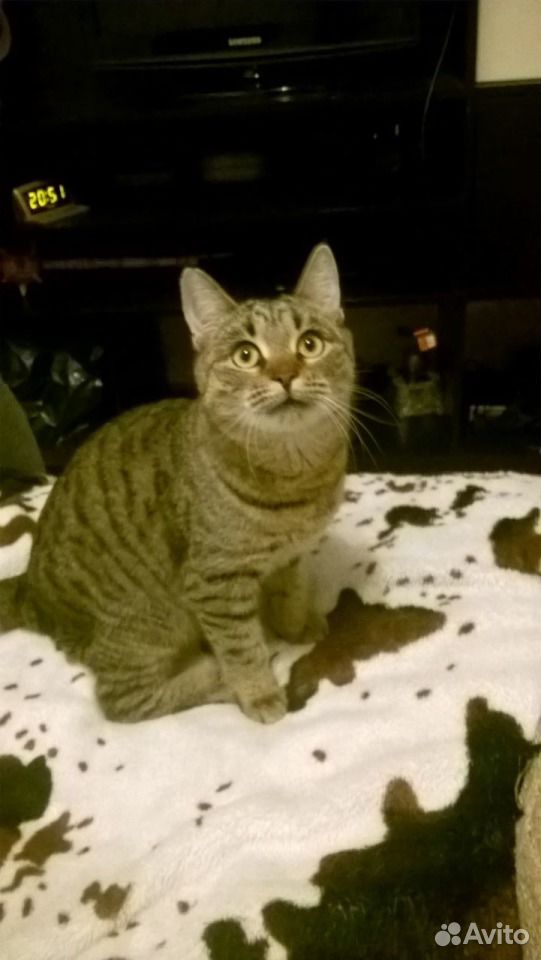 Ми-ми-мишная Марго-нежная кошка в добрые руки