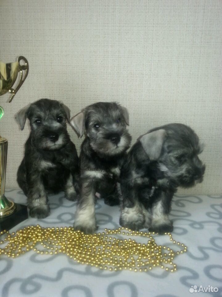 Цвергодети, щенки цвергшнауцера