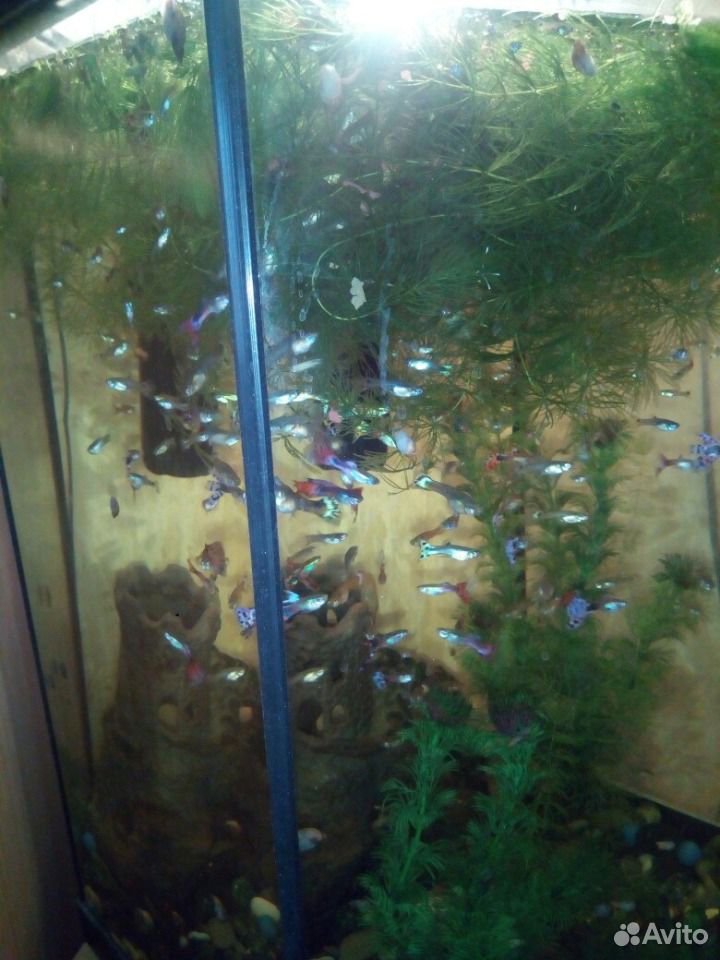 Гуппи.Улитки и водоросли в подарок