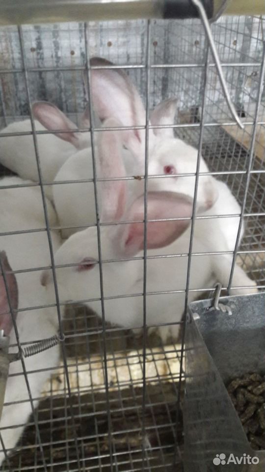 Кролики породы Хиплус (Hyplus)