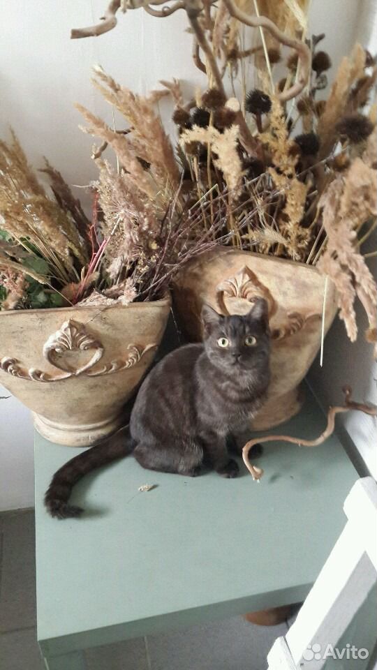 Помесь британца девочка