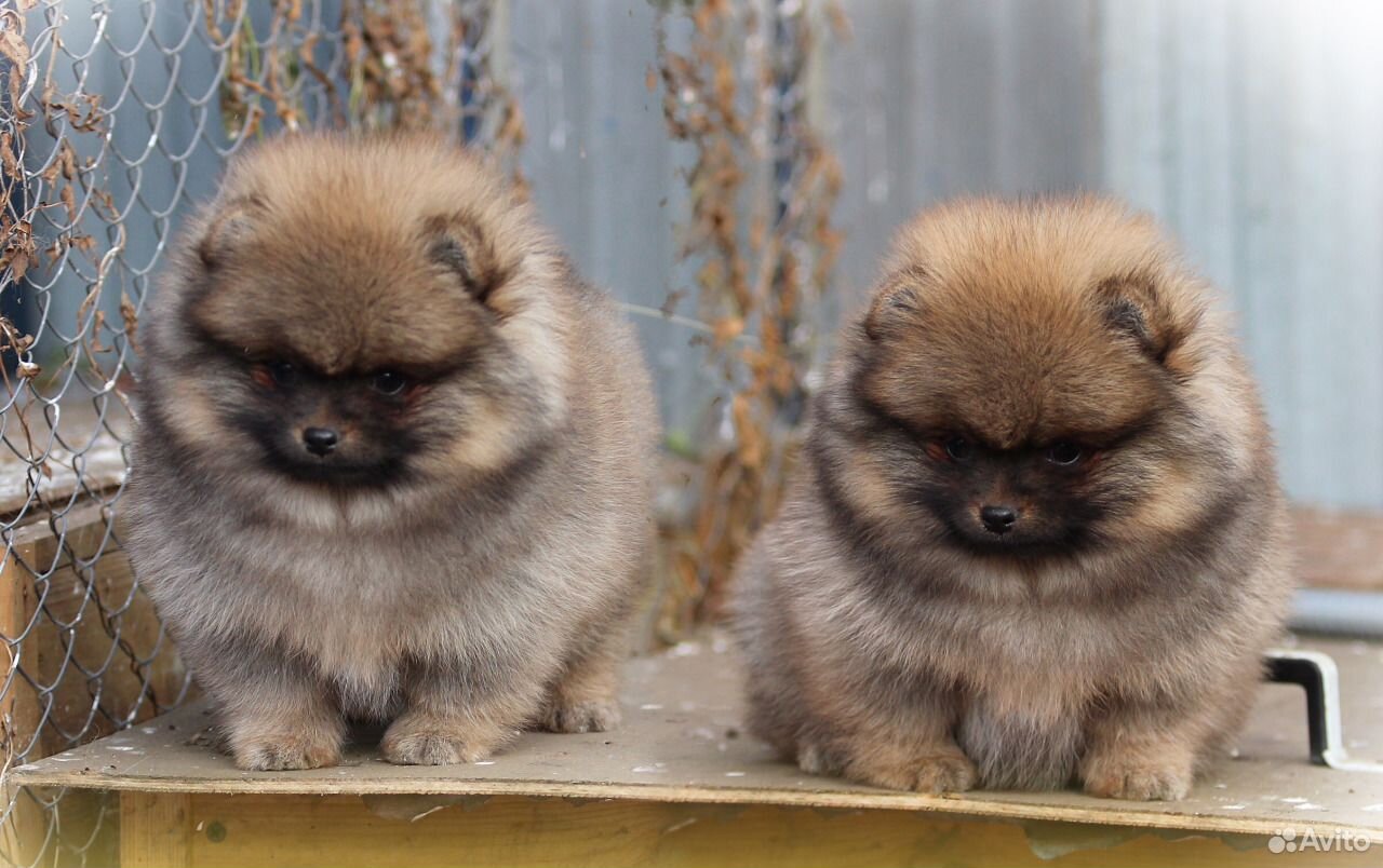 Шпиц оранжсоболь