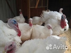 Взрослые Индейки и Индюки /Белые Бронзовые Цветные