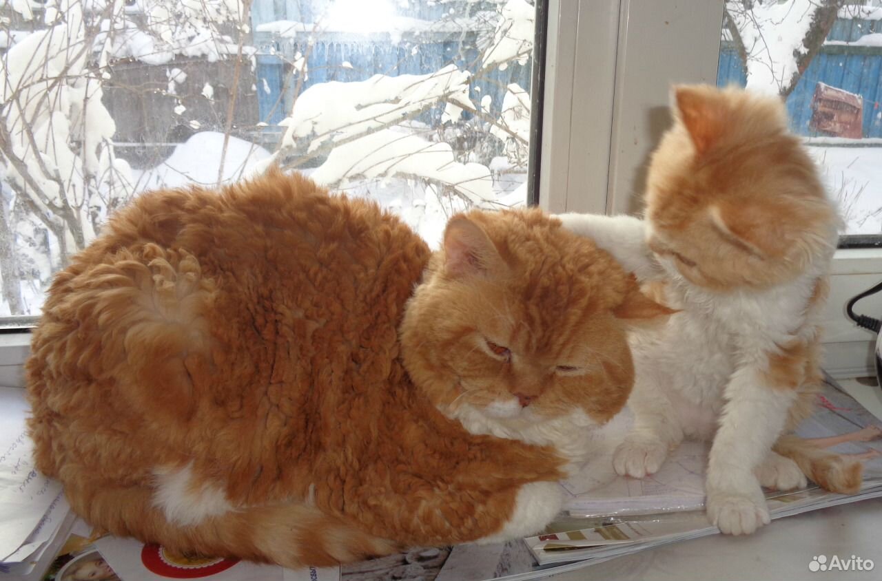 Кудрявое Чудо