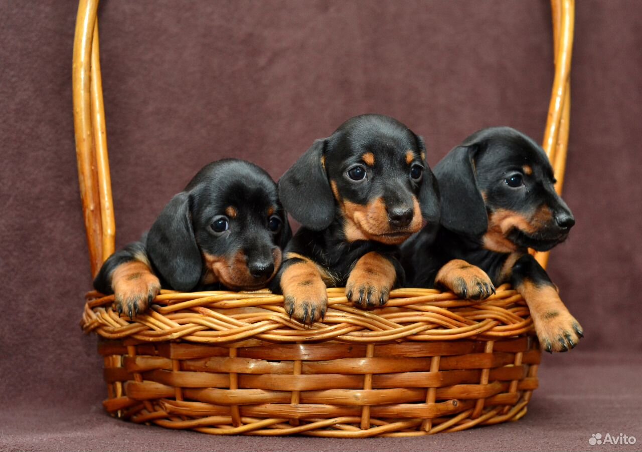 Девочки мини черно-подпалого окраса