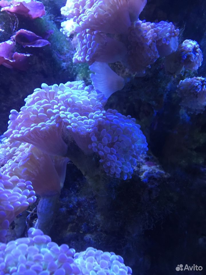 Морские кораллы. Эуфилия