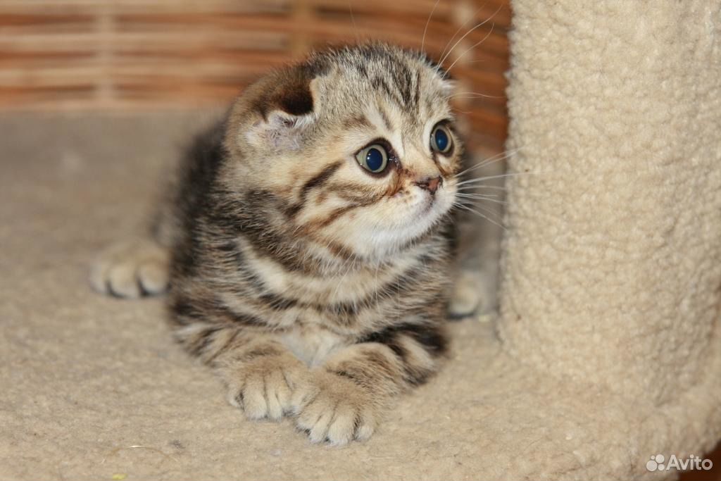 Шотландский котенок