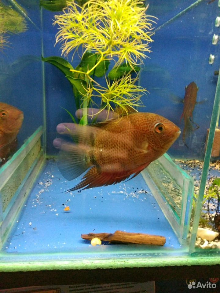 Северумы и боции