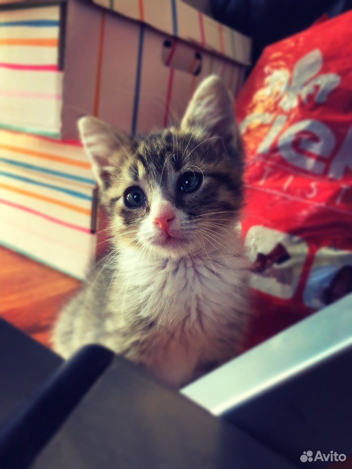 Барсик Тихорецкий ищет хозяев на всю жизнь