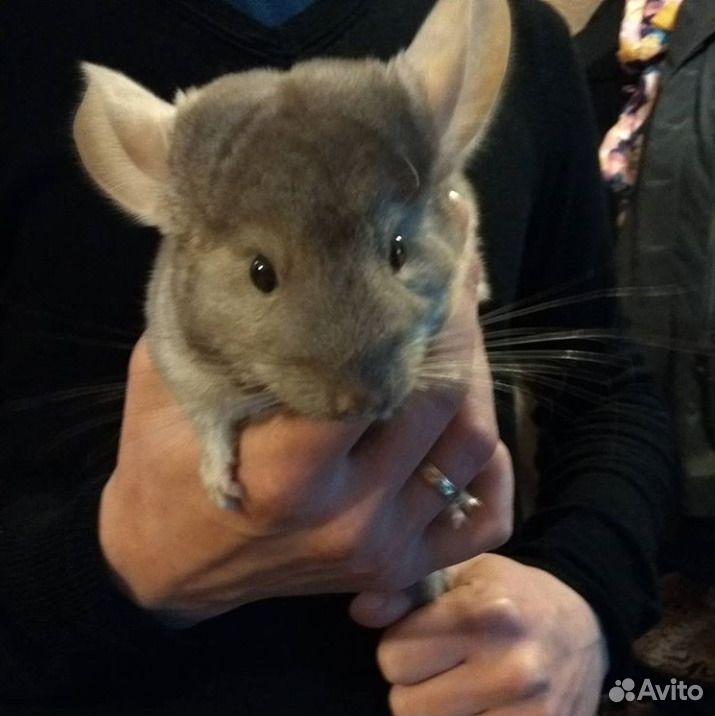 Шиншилла девочка