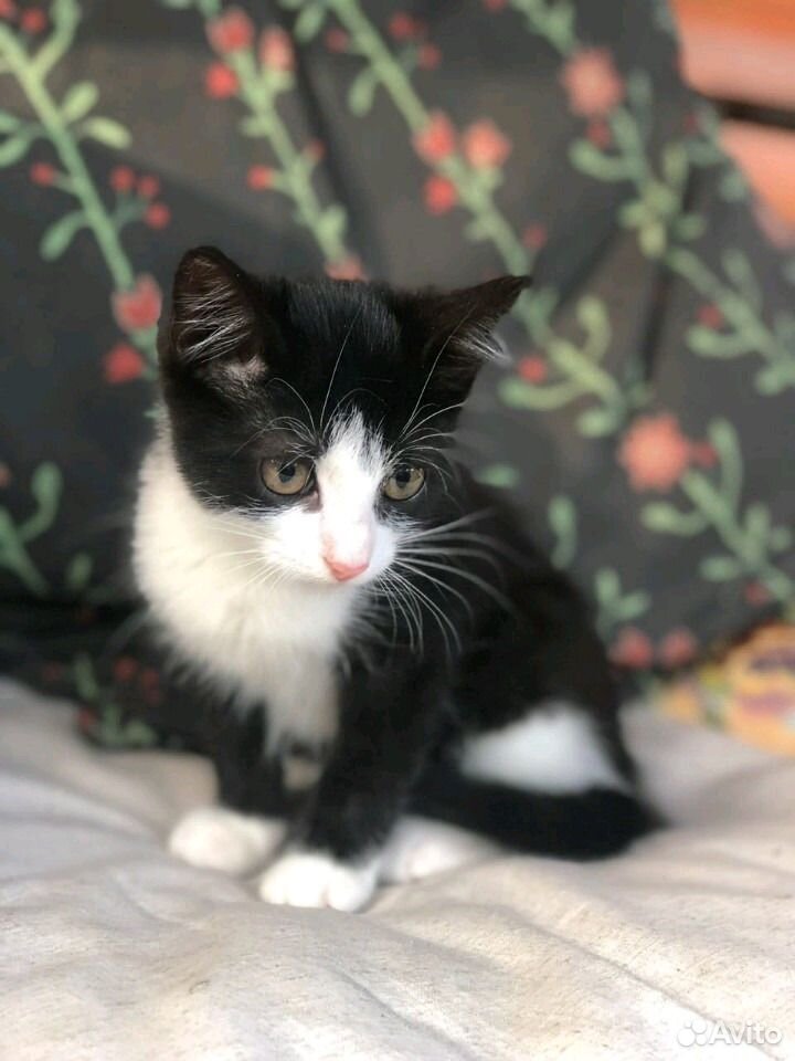 Киска-Алиска