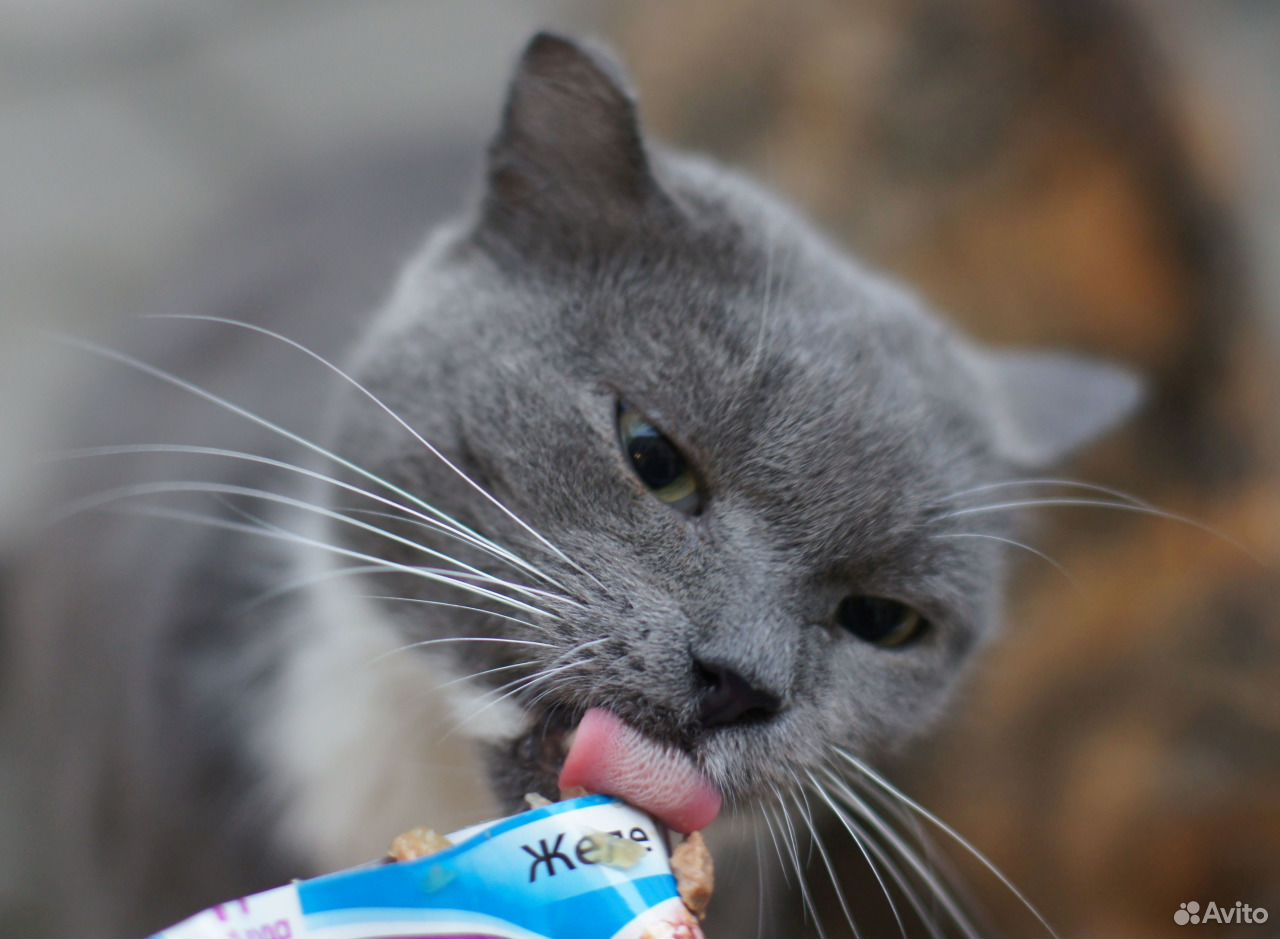 Грустная Дымка, стерилиз, 2 годика