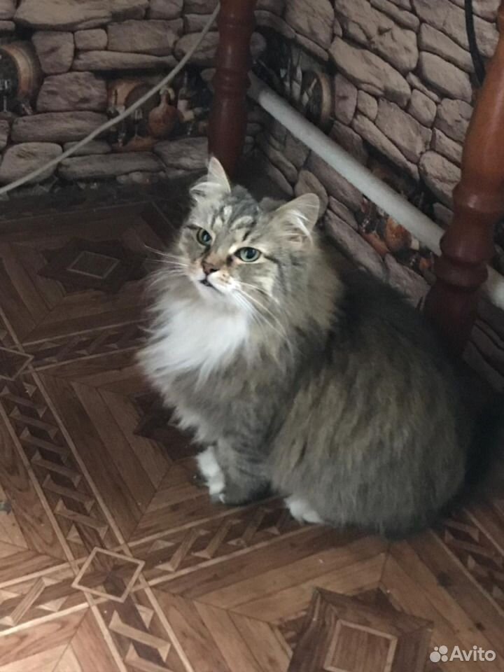 Отдадим кошечек в хорошие руки