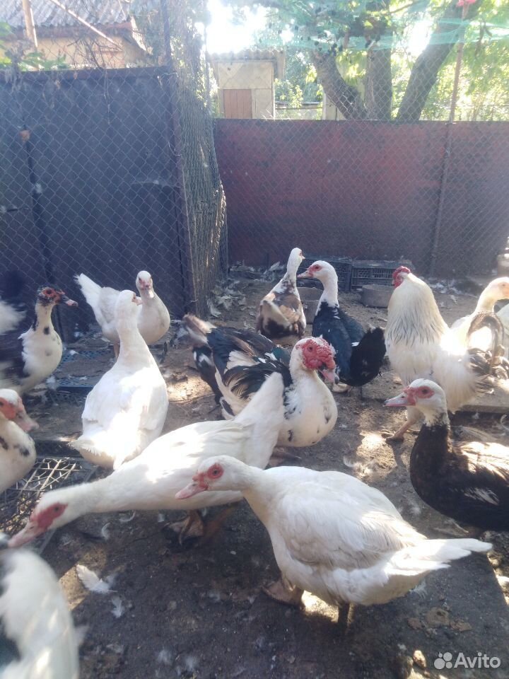 Продам живых уток