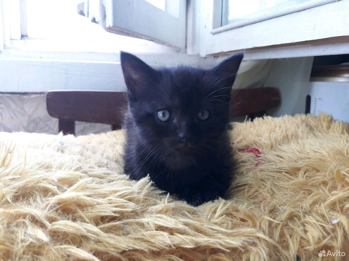 Отдам котенка