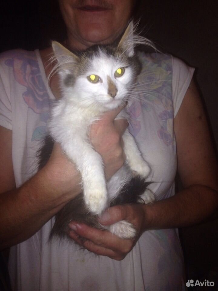 Котенок девочка