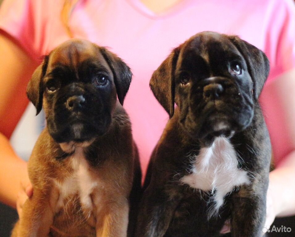 Тигровая и рыжая малышки