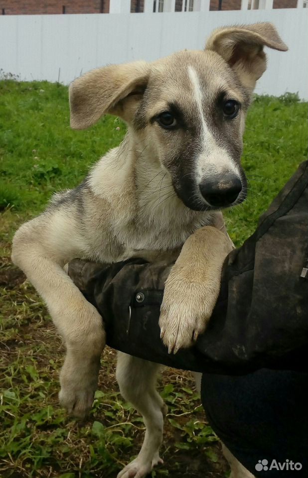 Щенок в добрые руки