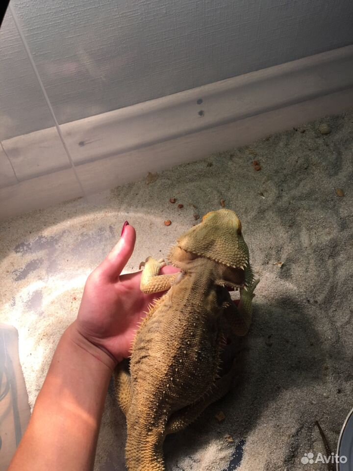 Бородатая агама