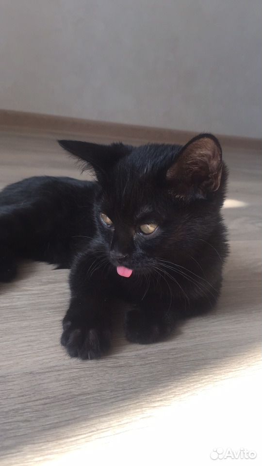 Котёнок в добрые руки