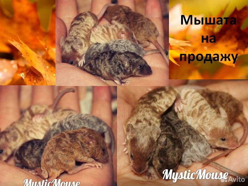 Мышата