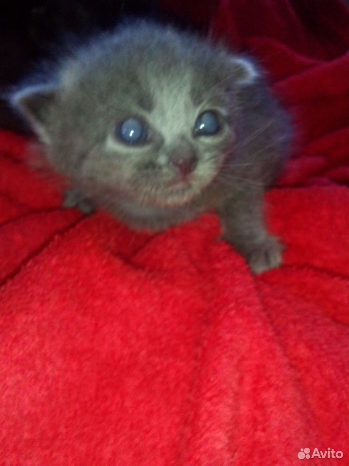 Подарю котят русской голубой