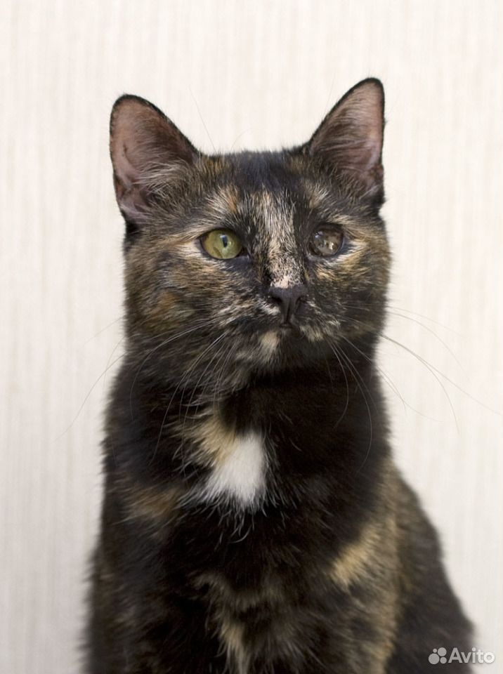 Эвуся, черепаховая кошечка в дар