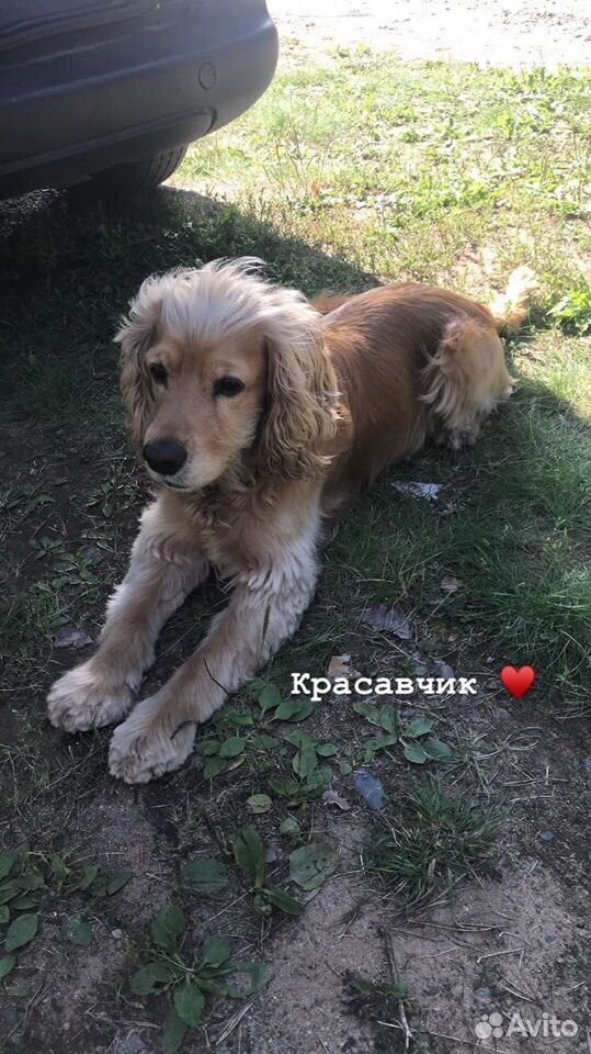 Английский кокер спаниель Вязка