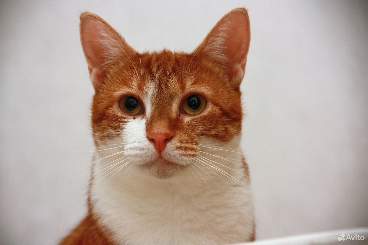 Ханни-Солнце в ваш дом