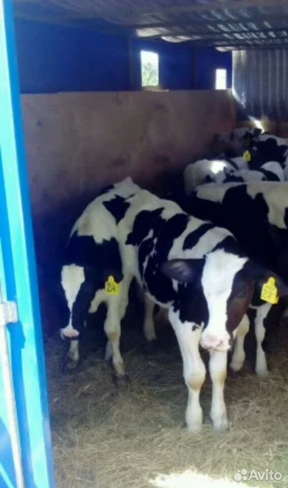 Телята бычки наличии от 1 месяца
