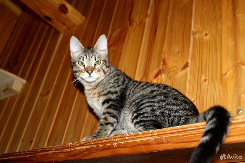 Котенок Саванна ф5 ждет лучших мам\пап