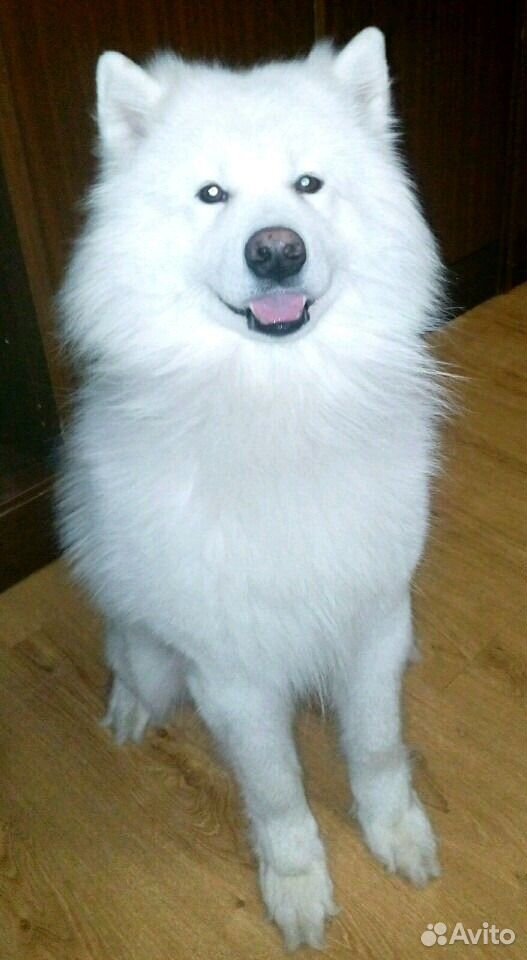 Молодой самоед ищет даму сердца для вязки