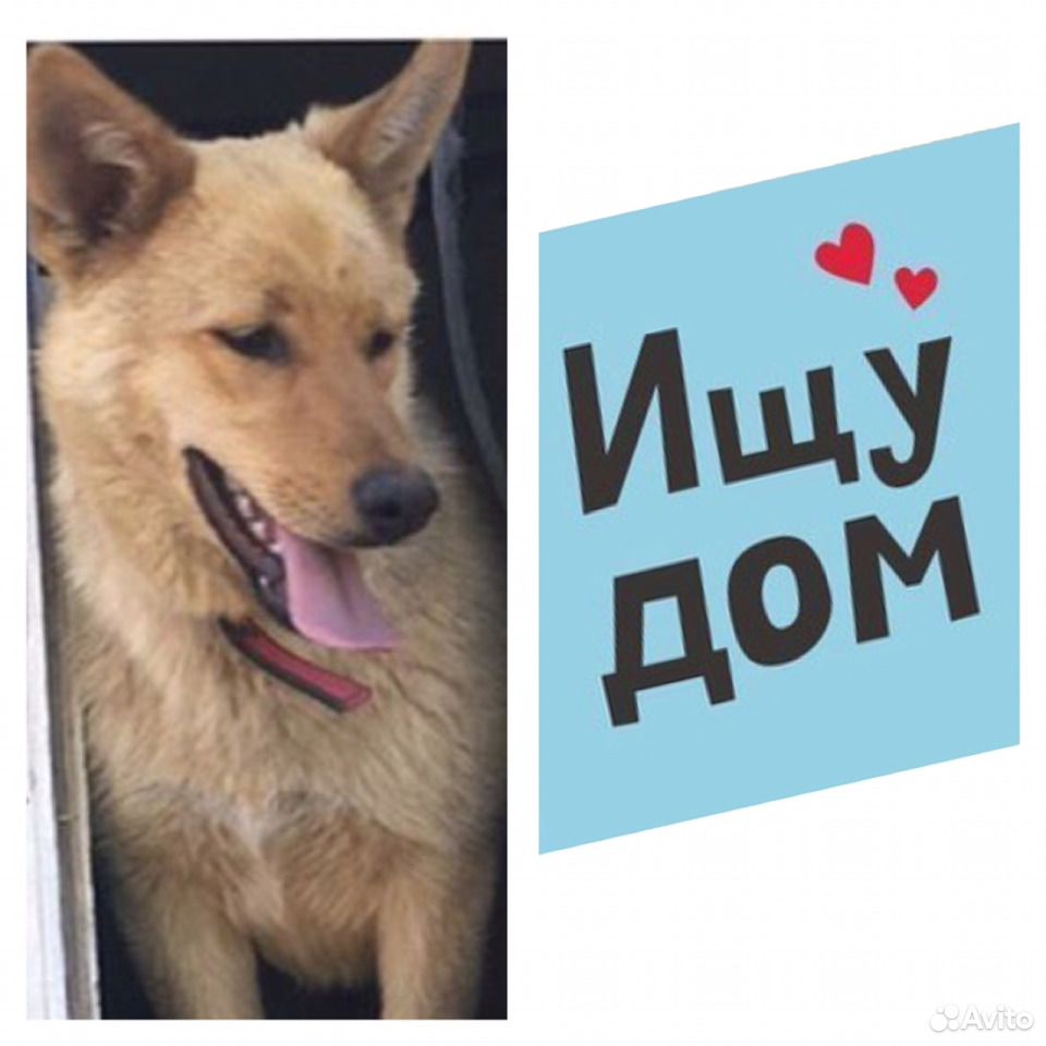 Рыжее чудо ищет дом