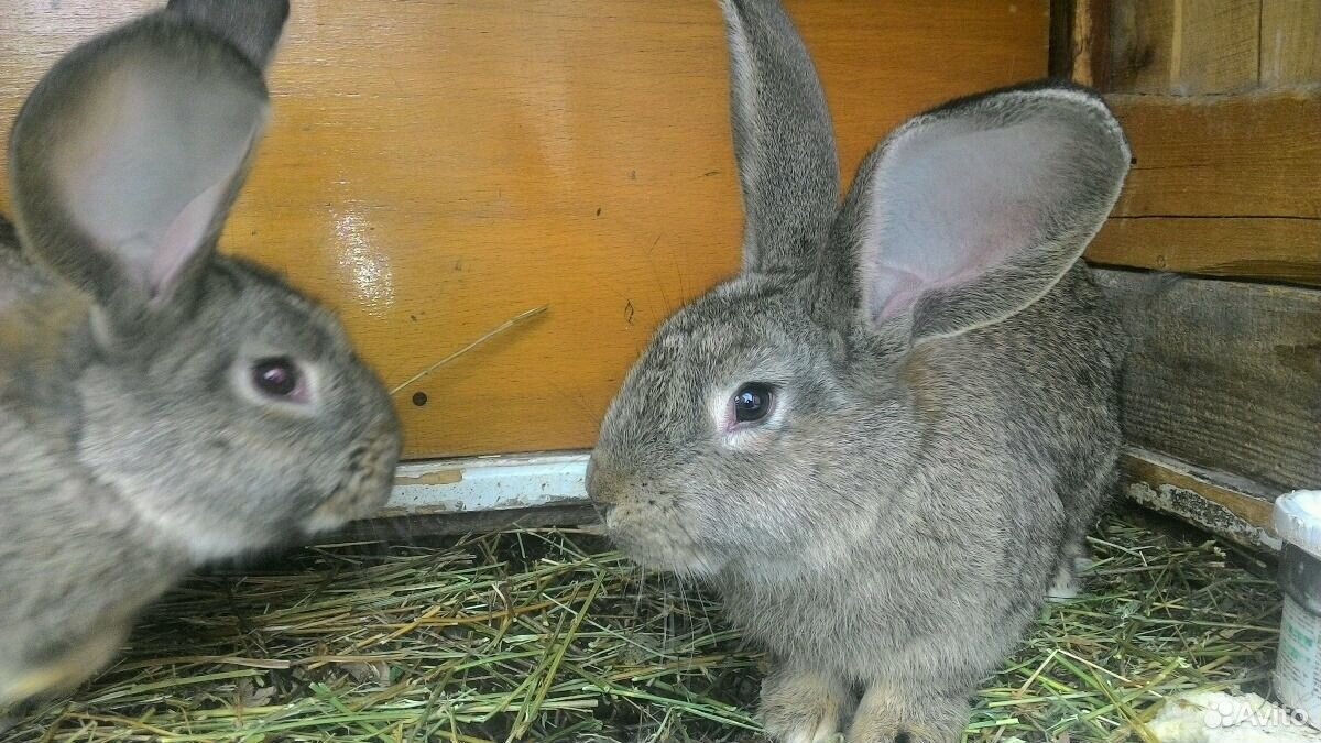 Кролики продаются великаны