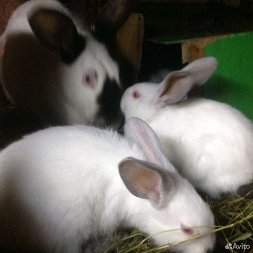 Калифорнийские кролики на племя