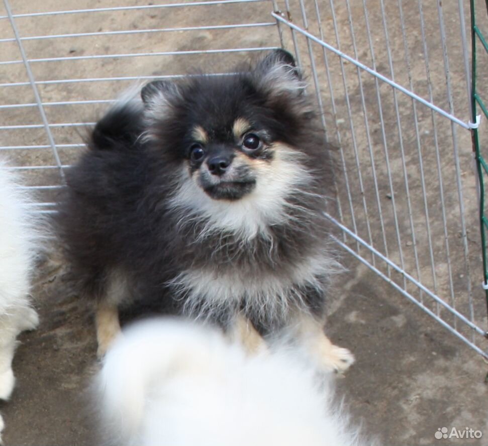 Мальчик 4 мес Мини Померанец