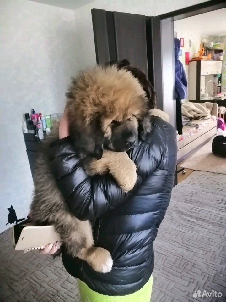 Девочки Тибеты