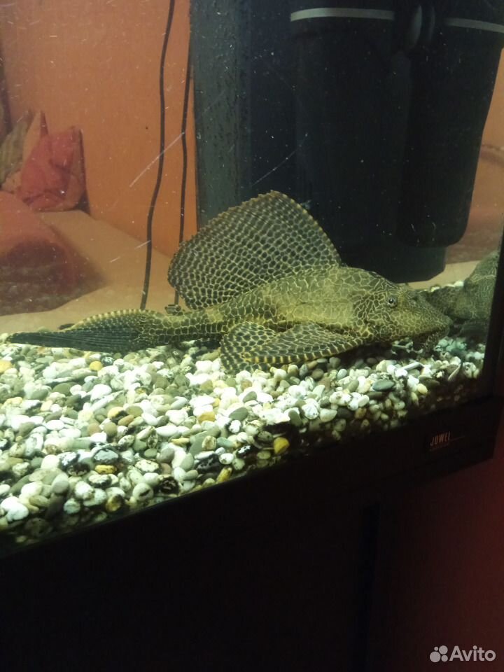 Сом парчовый