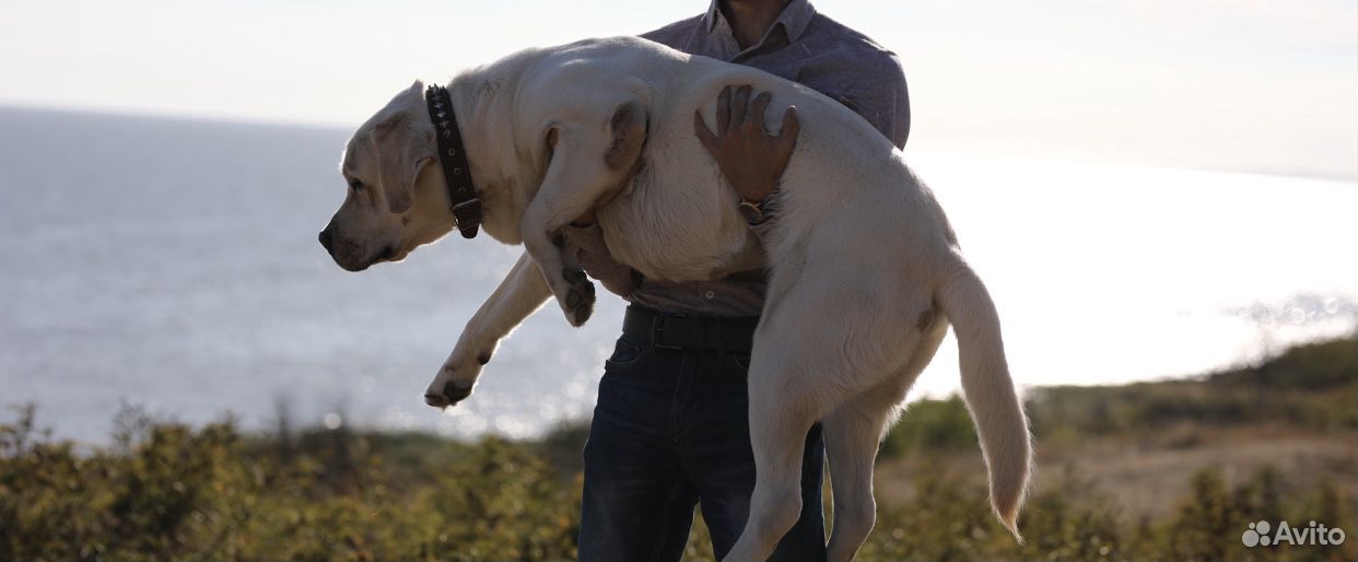 Лабрадор ищет невесту