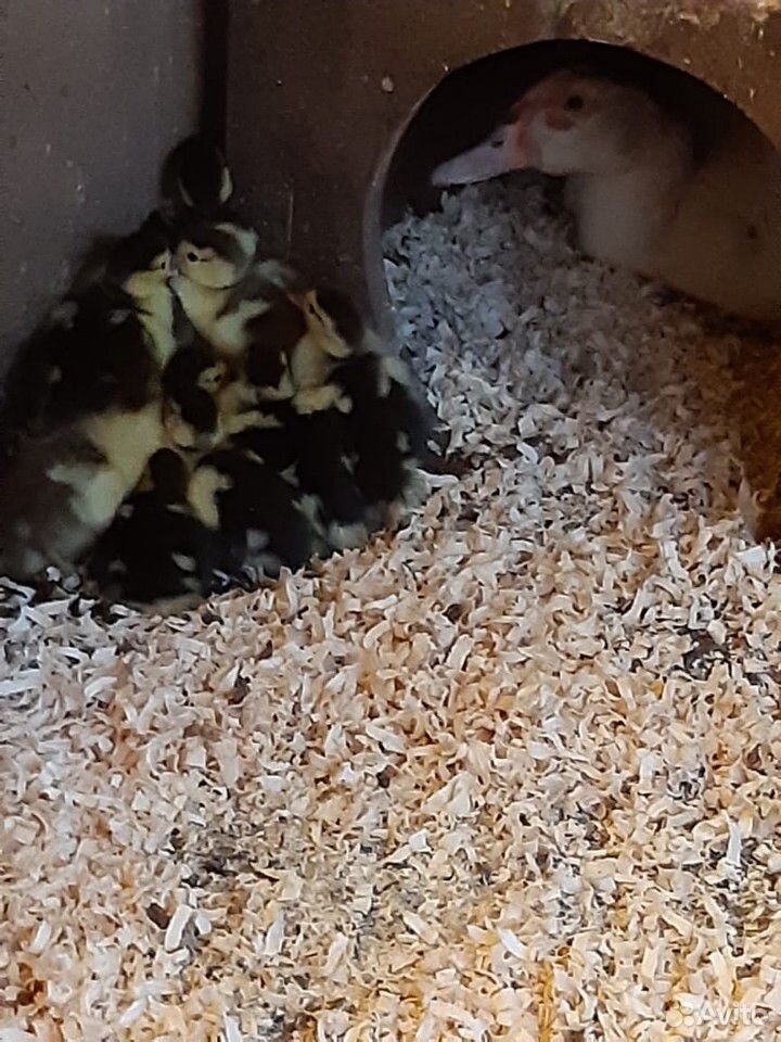 Утята индоутки