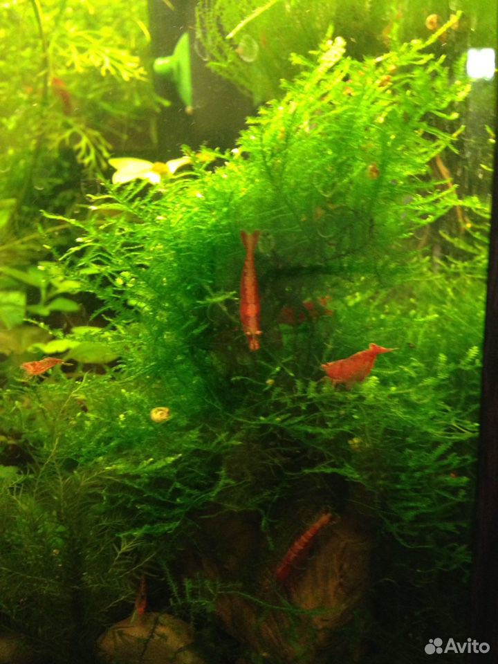 Рыбки, креветки, улитки,растения, коряги
